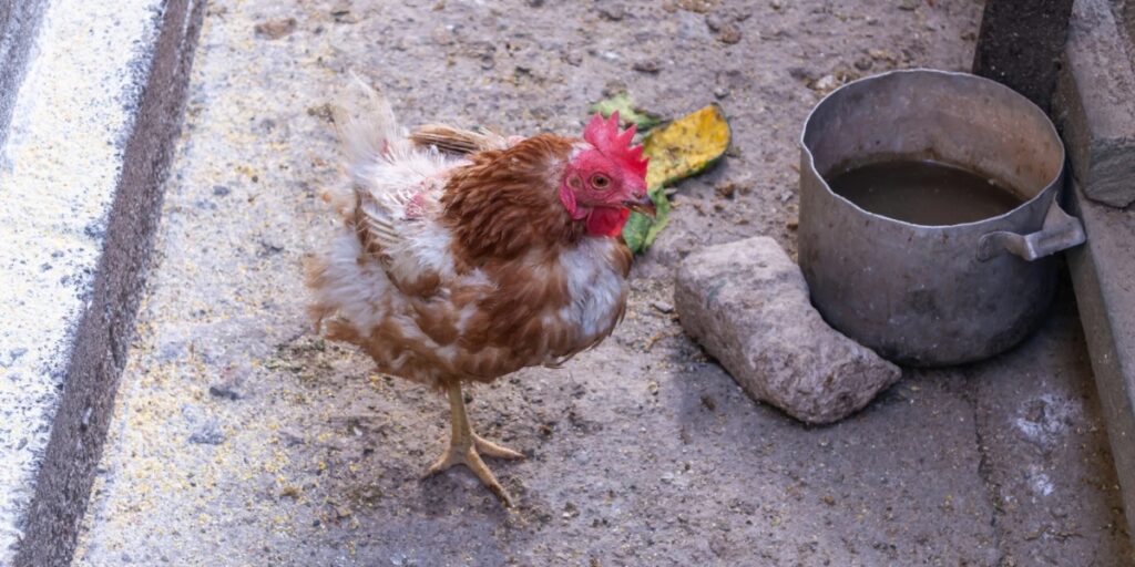 Tips Mengatasi Snot pada Ayam - Ijokota