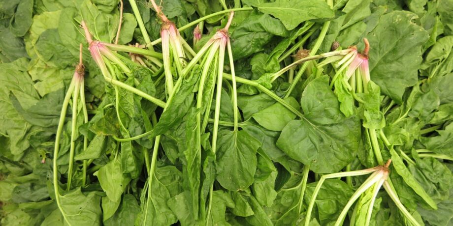 Cara Membuat MOL Akar Bayam ala KP2M - Ijokota