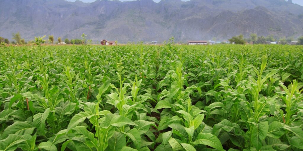 Tips Budidaya Tembakau - Ijokota